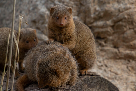 รูปภาพMongoose – เลือกดูภาพถ่ายสต็อก เวกเตอร์ และวิดีโอ38,720 | Adobe Stock
