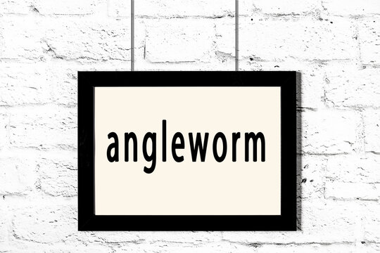 รูปภาพAngleworm – เลือกดูภาพถ่ายสต็อก เวกเตอร์ และวิดีโอ28,704 | Adobe ...