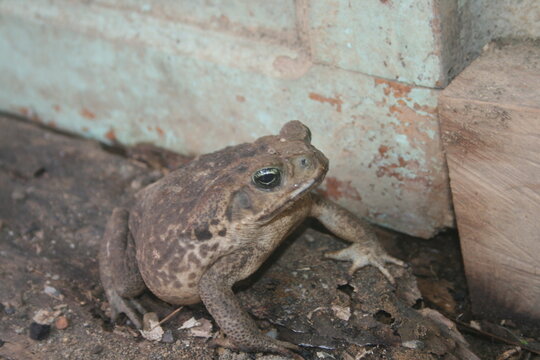 Sapos bilder – Bläddra bland 144 stockfoton, vektorer och videor ...