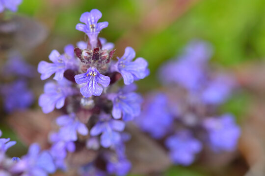 "Zygomorphe Bilder – Durchsuchen 154 Archivfotos, Vektorgrafiken und ...