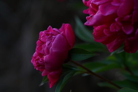 Pfingstblumen-Bilder: Stock-Fotos & -Videos. | Adobe Stock