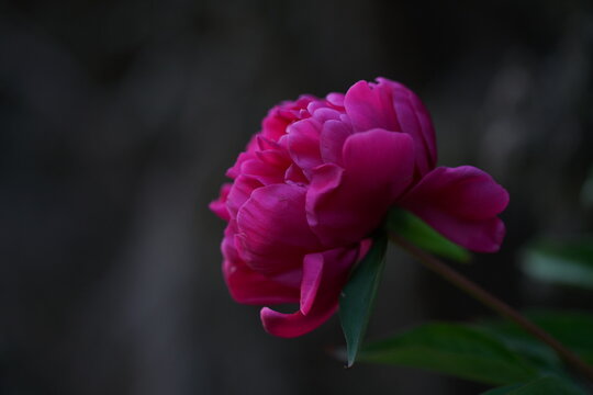 Pfingstblumen-Bilder: Stock-Fotos & -Videos. | Adobe Stock