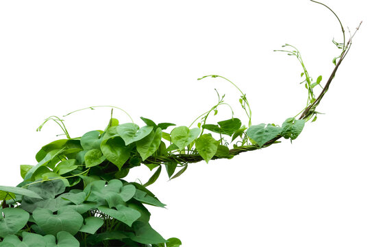 Free Vines Images – Browse 2,158 Free Stock Photos, Vectors, and Video ...