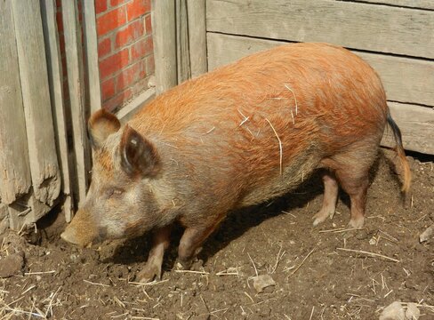 "Pig Sty" Bilder – Durchsuchen 286 Archivfotos, Vektorgrafiken und ...