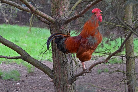 Kogut Bilder – Durchsuchen 1,171 Archivfotos, Vektorgrafiken und Videos ...