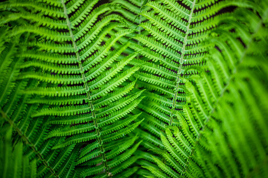 Pteridopsida Bilder – Durchsuchen 1,642 Archivfotos, Vektorgrafiken und ...