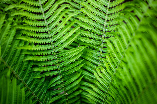 "Syn Bilder – Durchsuchen 4,334 Archivfotos, Vektorgrafiken und Videos ...