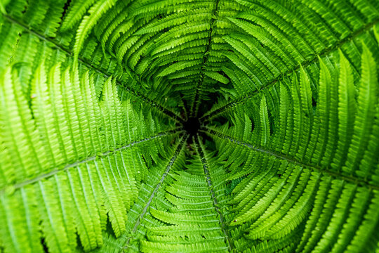 Filicopsida Imagens – Procure 211 fotos, vetores e vídeos | Adobe Stock