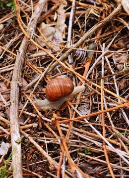 Slimak Images – Browse 60 Stock Photos, Vectors, and Video | Adobe Stock