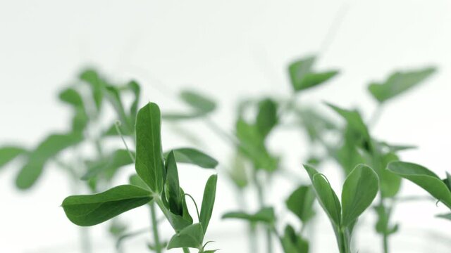 Pease Images – Browse 2,981 Stock Photos, Vectors, and Video | Adobe Stock