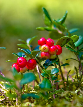 รูปภาพFoxberry – เลือกดูภาพถ่ายสต็อก เวกเตอร์ และวิดีโอ53,865 | Adobe Stock