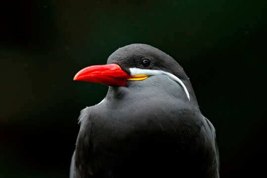 Inca-Tern-Bird Images – Browse 20 Stock Photos, Vectors, and Video ...