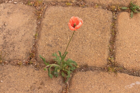 Fuge Images – Parcourir 5,559 le catalogue de photos, vecteurs et ...