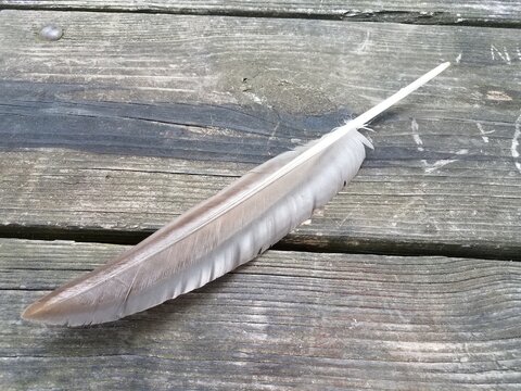 "Grey Goose" 影像 – 瀏覽 2,150 個素材庫相片、向量圖和影片 | Adobe Stock