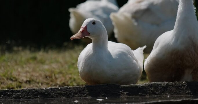 "Domestic Ducks" Images – Browse 2 Stock Photos, Vectors, and Video ...