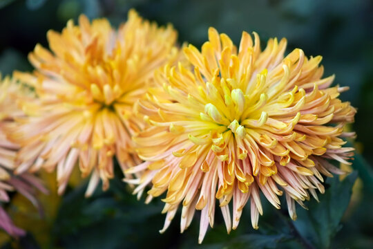 รูปภาพChrysant – เลือกดูภาพถ่ายสต็อก เวกเตอร์ และวิดีโอ1,336 | Adobe Stock