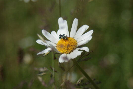 Wiesenbewohner Bilder – Durchsuchen 806 Archivfotos, Vektorgrafiken und ...