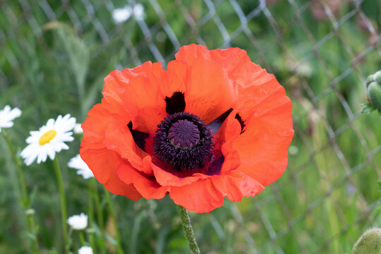 "Poppy Straw" Bilder – Durchsuchen 1,105 Archivfotos, Vektorgrafiken ...