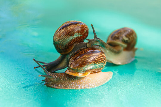 Snail Bed Bilder – Durchsuchen 722 Archivfotos, Vektorgrafiken und ...