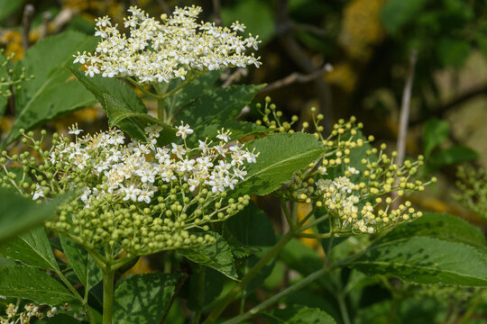「Hollunder」の画像 - 496 件の Stock 写真、ベクターおよびビデオ | Adobe Stock