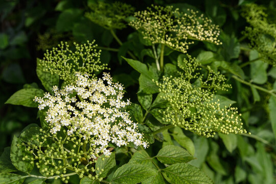 Hollunder bilder – Bläddra bland 517 stockfoton, vektorer och videor ...