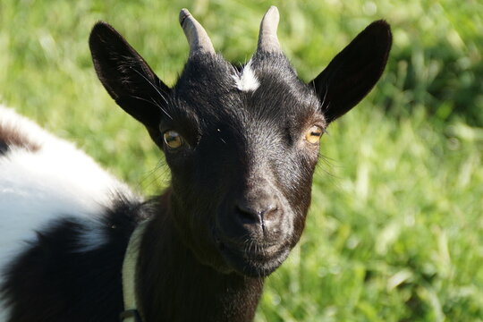 รูปภาพNaine – เลือกดูภาพถ่ายสต็อก เวกเตอร์ และวิดีโอ441 | Adobe Stock