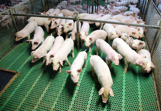 Imágenes de "Breeding Pigs": descubre bancos de fotos, ilustraciones ...