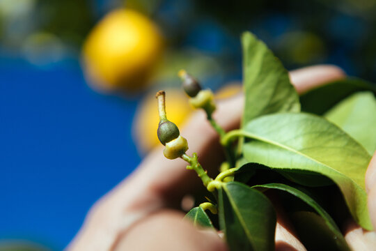Femminello - Images et vidéos libres de droits | Adobe Stock