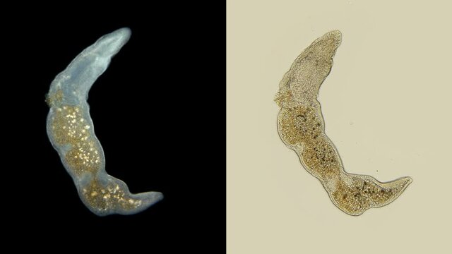 Duri Images – Browse 445 Stock Photos, Vectors, and Video | Adobe Stock