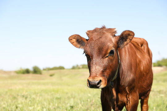 Heifer Images – Browse 35,653 Stock Photos, Vectors, and Video | Adobe ...