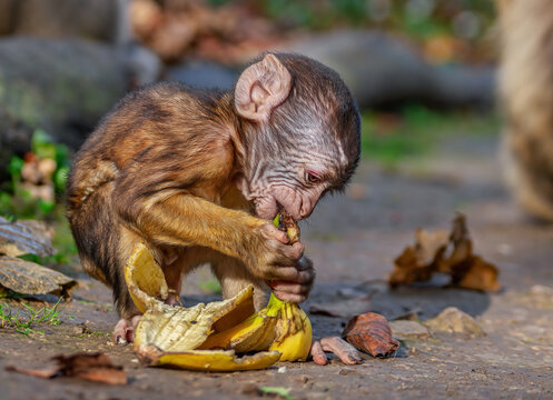 Affenbaby bilder – Bläddra bland 762 stockfoton, vektorer och videor ...