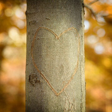 KP photos, images, assets | Adobe Stock