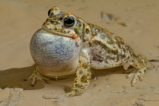 "Sapo Billeder – Gennemse 2,906 stockfotos, vektorer og videoer | Adobe ...