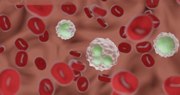 รูปภาพGranulocyte – เลือกดูภาพถ่ายสต็อก เวกเตอร์ และวิดีโอ1,757 | Adobe ...