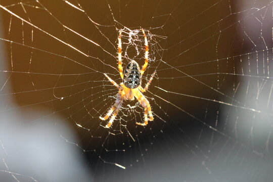Spinne.spinnweben Bilder – Durchsuchen 11,026 Archivfotos ...