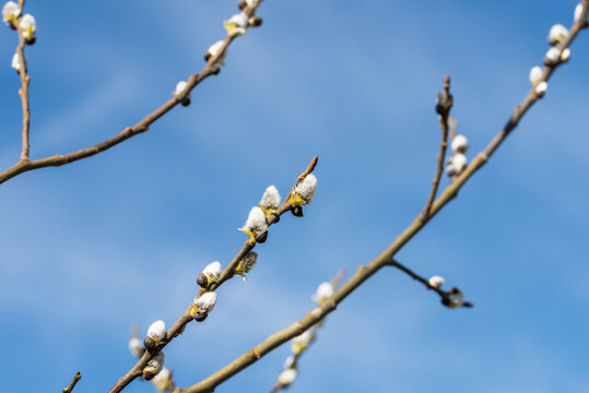 Barbarazweig-Bilder: Stock-Fotos & -Videos. | Adobe Stock