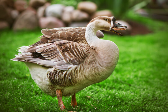 รูปภาพHisses – เลือกดูภาพถ่ายสต็อก เวกเตอร์ และวิดีโอ18,185 | Adobe Stock