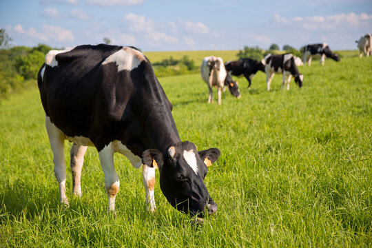 「Ruminer」の画像 - 760 件の Stock 写真、ベクターおよびビデオ | Adobe Stock