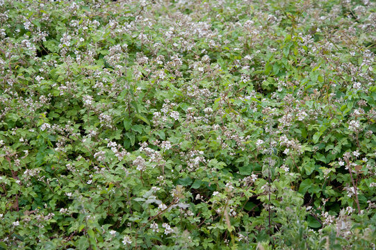 Habbitat Images – Browse 56 Stock Photos, Vectors, and Video | Adobe Stock