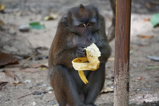 Javaneraffen Bilder – Durchsuchen 657 Archivfotos, Vektorgrafiken und ...