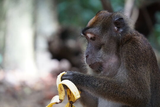 Javaneraffen Bilder – Durchsuchen 657 Archivfotos, Vektorgrafiken und ...