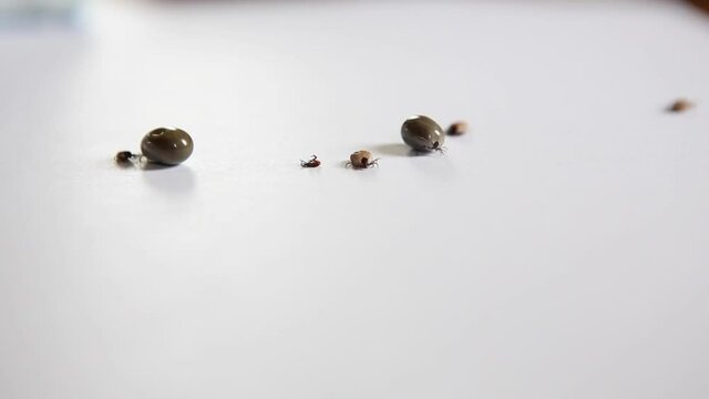 Acarian Bilder – Durchsuchen 9,359 Archivfotos, Vektorgrafiken und ...