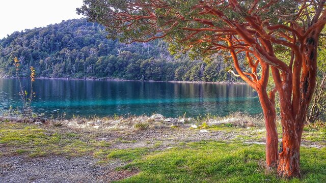 Arrayan Images – Browse 235 Stock Photos, Vectors, and Video | Adobe Stock