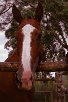 Imágenes de Potrillo: descubre bancos de fotos, ilustraciones, vectores ...
