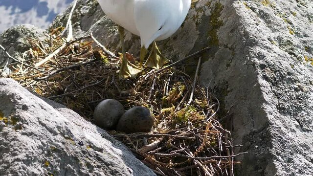 Seagull Nest