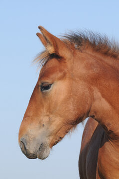 Pfalz-Ardenner Images – Browse 28 Stock Photos, Vectors, and Video ...