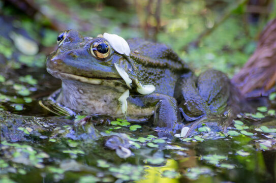 Crapeau Images – Browse 53 Stock Photos, Vectors, and Video | Adobe Stock