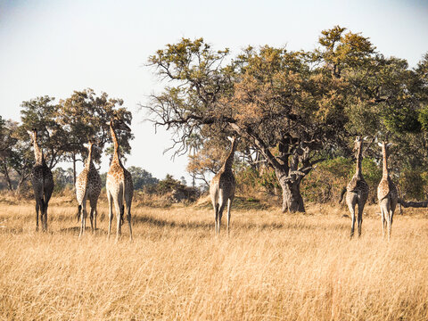 รูปภาพAnia – เลือกดูภาพถ่ายสต็อก เวกเตอร์ และวิดีโอ2,984 | Adobe Stock
