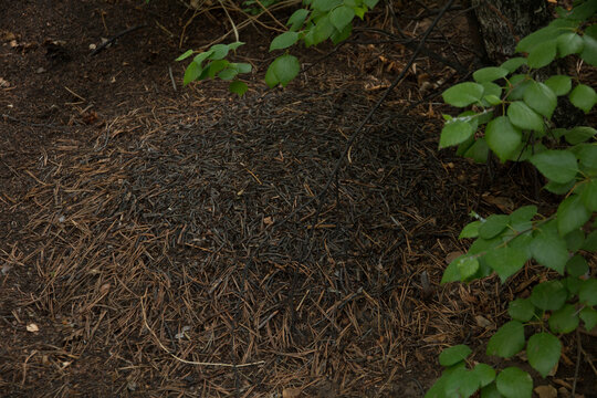 Antheap Images – Browse 32 Stock Photos, Vectors, and Video | Adobe Stock