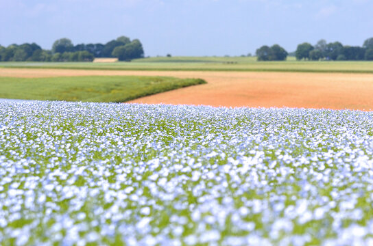 Lin 이미지 – 찾아보기 36,498 스톡 사진, 벡터 및 비디오 | Adobe Stock